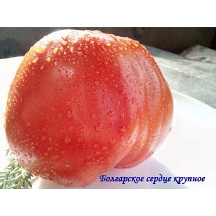 Болгарское сердце крупное (BULGARIAN HEART)