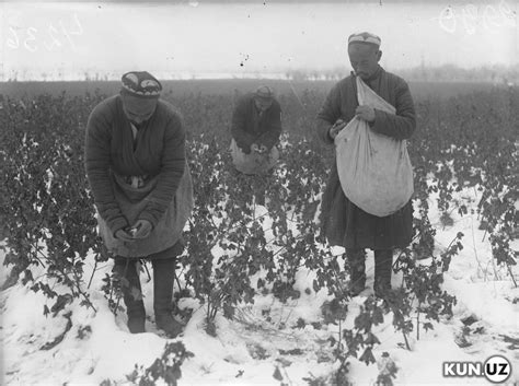 100 лет на хлопковом поле историческая фотоподборка о самоотверженном труде хлопкоробов