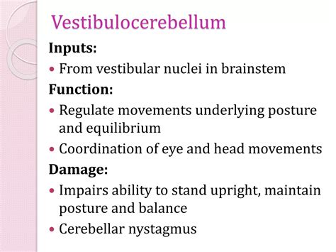 Cerebellum Parts And Function Ppt