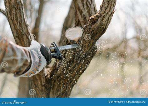 Person Cutting Tree With Electric Saw Stock Image Image Of Gardening Person 247440709