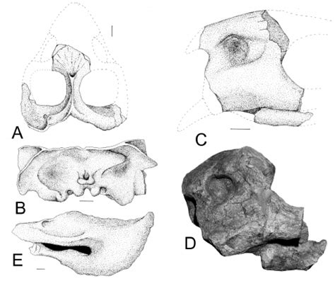 Selected Dicynodonts From The Permian Of The Junggur Basin A B