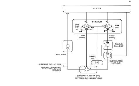 A Simplified Schematic Of The Direct And Indirect Striatal Pathways Download Scientific