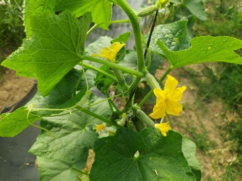 Fleurs De Culture De Concombre En Serre Avec Culture De Concombre