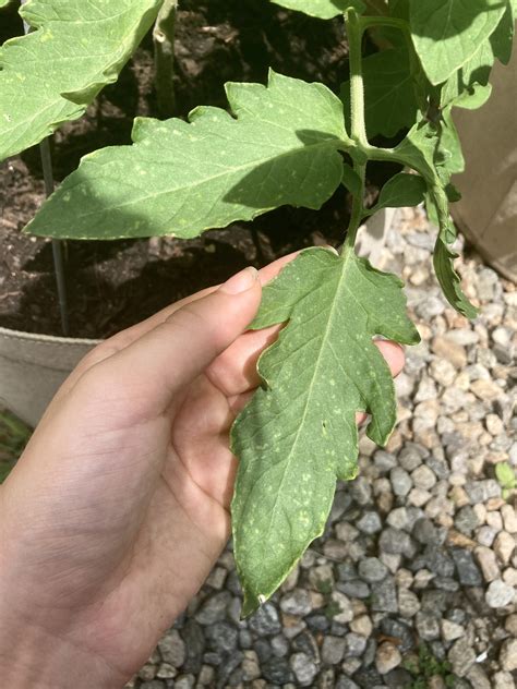 Any Help With These Light Green Spots On My Tomato Leaves R