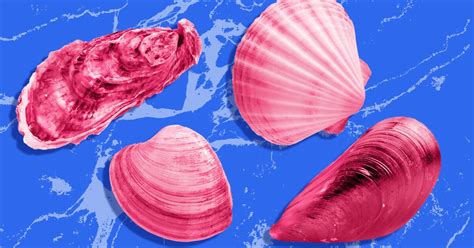 What Is The Difference Between Clams Mussels Oysters And Scallops