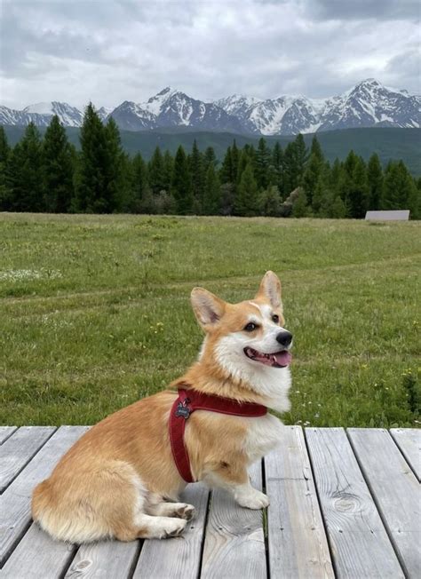 Pin on Corgi | Cute names for dogs, Corgi dog, Corgi