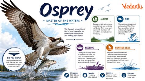 Osprey Bird Facts Habitat And Hunting Skills
