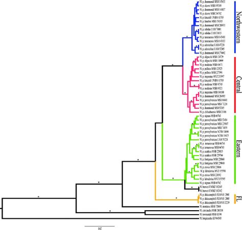 A Bayesian Cytochrome B Cytb Gene Tree For 50 Individuals Of