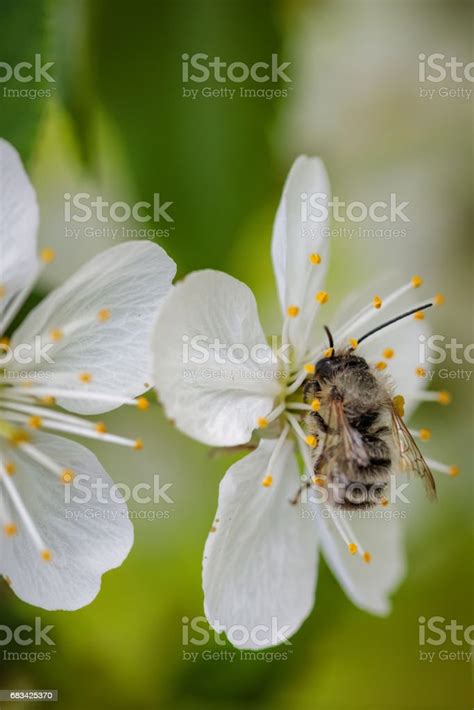 꽃가루를 모으고 꿀을 모아 벌집에서 꿀을 생산하는 하얀 벚꽃의 꿀벌 계절에 대한 스톡 사진 및 기타 이미지 계절 곤충 과수원 Istock