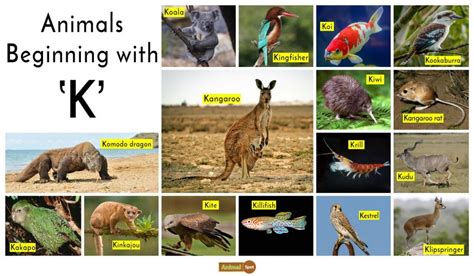 Animals That Start With K List Of Animal Names