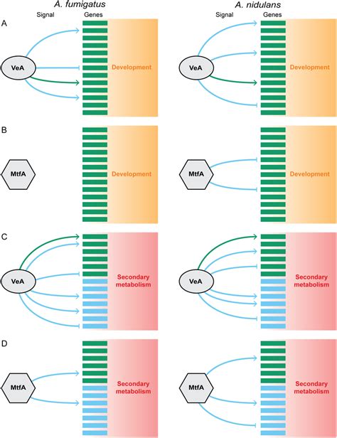 Model Of The Evolution Of The Regulatory Circuit Controlling Secondary Download Scientific