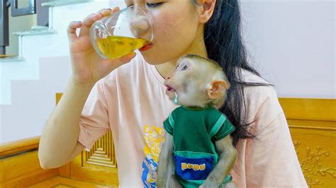 Monkey Pupu Craves Moms Chrysanthemum Tea Youtube