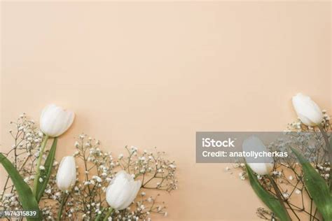 흰색 튤립과 Gypsophila 꽃 꽃다발은 베이지 색 배경에 있습니다 어머니의 날 생일 축하 개념 텍스트 공간을 복사합니다 모형 공휴일에 대한 스톡 사진 및 기타 이미지