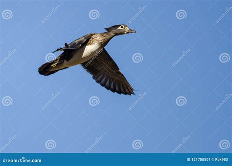 Female Wood Duck Flying In A Blue Sky Stock Image Image Of Crested