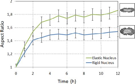Figure 8 From A Cellular Potts Model Simulating Cell Migration On And