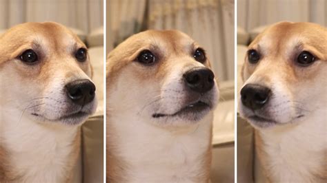 Shiba Inu Dancing Know Your Meme