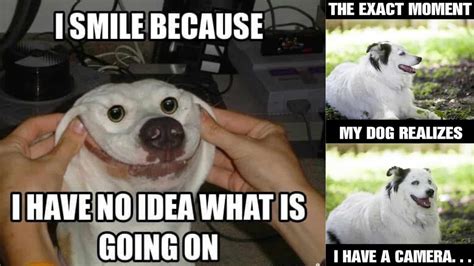 37 Most Adorable Smiling Dog Memes Alpha Paw