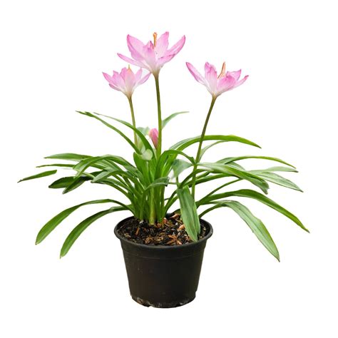 Rain Lily Mygreenleaf Buy Indoor Outdoor Plants Online In Abu Dhabi Dubai