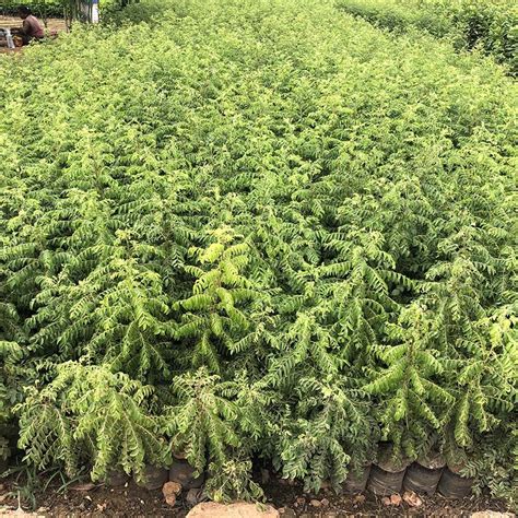 Murraya Koenigii Curry Leaf The Finest Nursery In Saharanpur Bagwani Wholesale Nursery