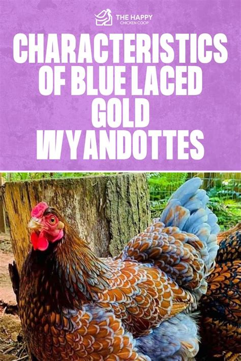 Wyandotte Chicken Golden Laced