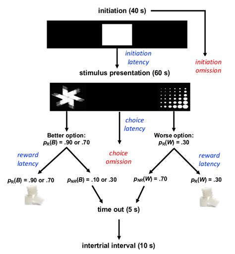Task Design Schematic Of Probabilistic Learning Task Rats Initiated A