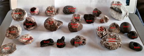 I M New Here Fossil ID The Fossil Forum