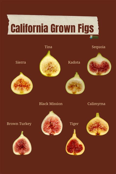 Types Of Figs