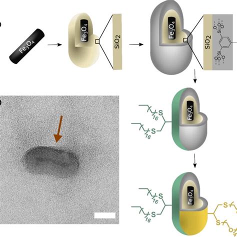 A Schematic Depiction Of Jan Rod Synthesis First Steps Show Material Download Scientific