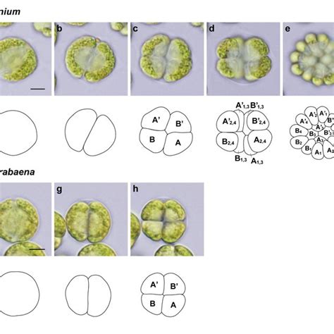 Fig S5 Schematic Diagrams Of Embryogenesis In Gonium And Tetrabaena
