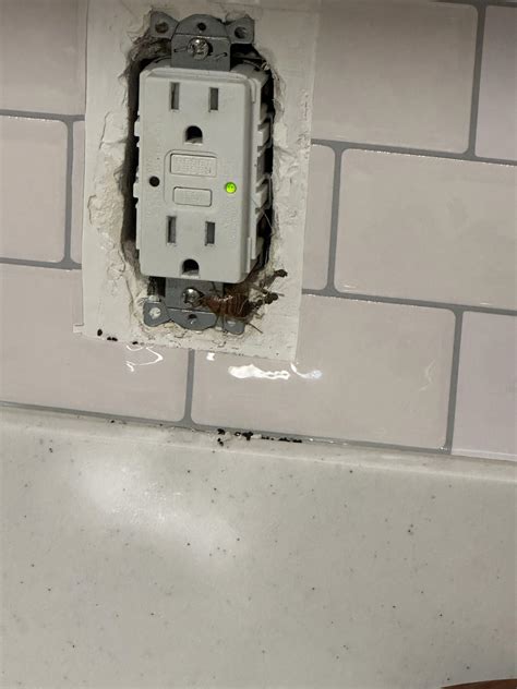 Bed Bug Or Roach Found Behind An Electrical Socket Of The House We