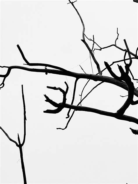 Puru Raj Fotografía