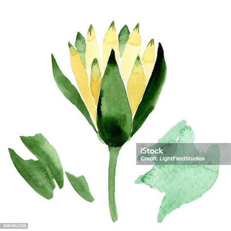 연꽃은 노란색 꽃 식물 꽃입니다 수채화 배경 그림 설정 합니다 격리 된 로터스 그림 요소 그리기에 대한 스톡 벡터 아트 및 기타 이미지 Istock