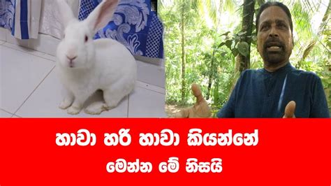 හාවා හරිම හාවා කියන්නේ මේකයි Youtube