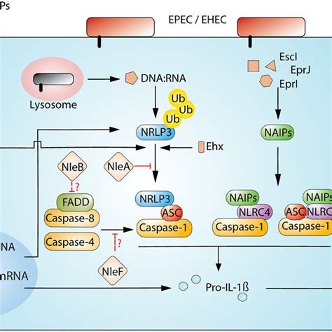 Molecules Of Epec And Ehec That Interact With The Inflammasome