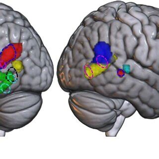 A Synthesis Of Results Across The Domains In The Bilateral Posterior Download Scientific