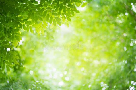 Green Leaves On Green Nature Out Of Focus Background Stock Image
