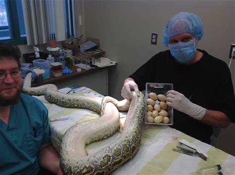 12 Foot Burmese Python Recovers After 14 Eggs Removed From Reproductive