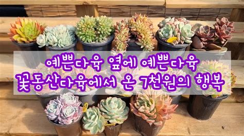 24316 예쁜다육 옆에 예쁜다육🌼 꽃동산다육에서 온 7천원의 행복🌼 꽃동산다육 010 3939 4304 Youtube