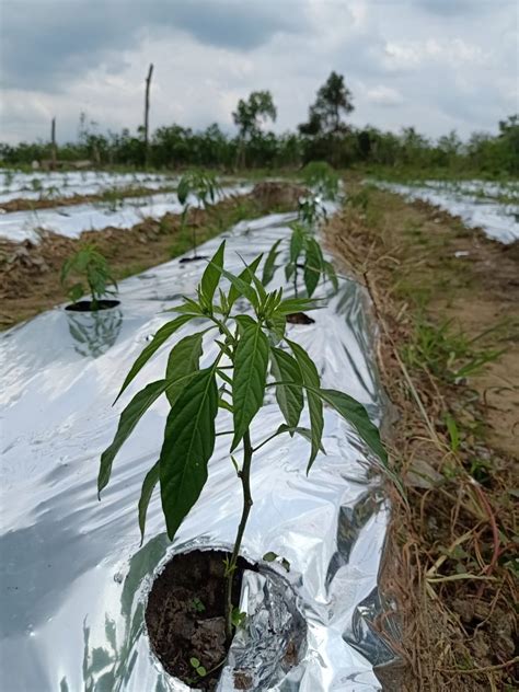 Baru Mau Nanam Tanaman Cabe Di Berlian Makmur Diserang Jamur