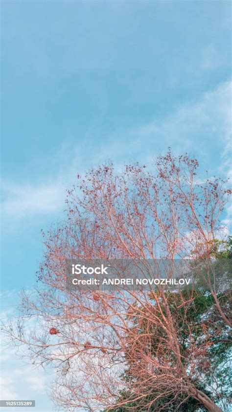 분위기 차분한 하늘 구름 파노라마 배경 마른 나뭇 가지 가을 여름 끝 진행 회귀 생활 개념 가리기에 대한 스톡 사진 및 기타 이미지 가리기 경관 고급 Istock