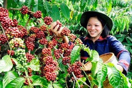 Вьетнамский кофе - VietnamCoffee