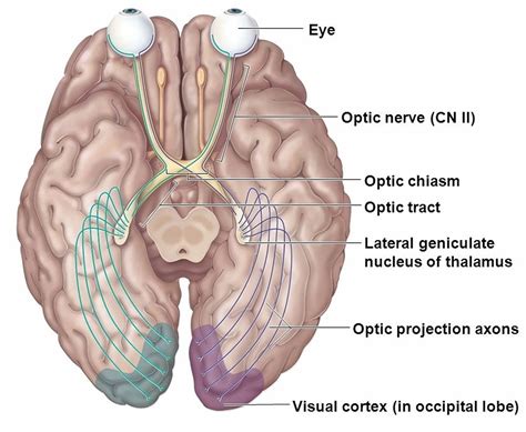 Human Eye Anatomy Parts Of The Eye And Structure Of The Human Eye