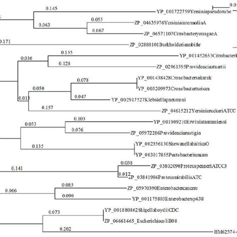 Phylogenetic Tree Inferences Using Nj Plot Method 34 Download Scientific Diagram