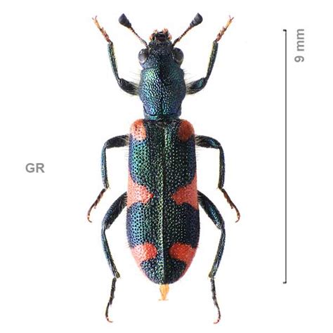 Trichodes Punctatus Ivo Jeniš