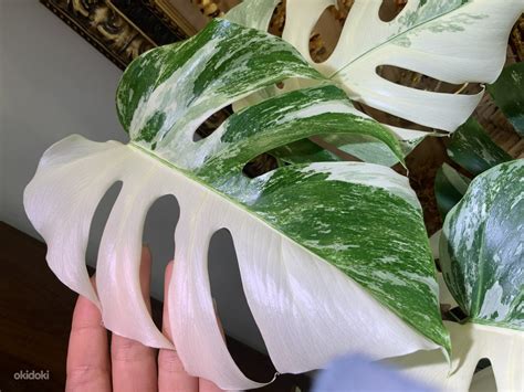 Haft Moon Leaves Variegated Monstera Also Borsigiana Tallinn Tallinn