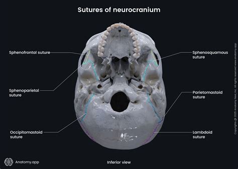 Sutures Of Skull Anatomyapp