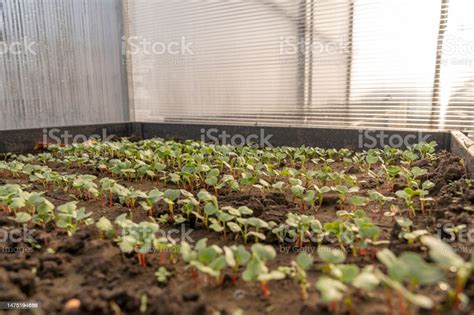 기술자가 드라이버로 고장난 랩톱 컴퓨터를 수리합니다 노트북 구성 요소 및 부품 클로즈업 Cpu에 대한 스톡 사진 및 기타 이미지