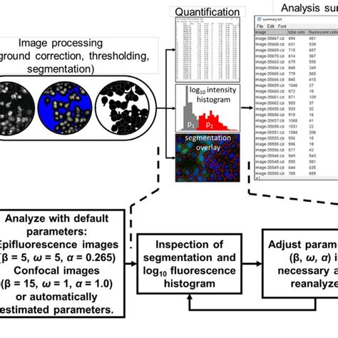 Usage Flowchart Of The Analysis Macro All Images In A User Selected