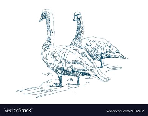 Two Geese Graze On A Farm Beautiful White Swans Vector Image