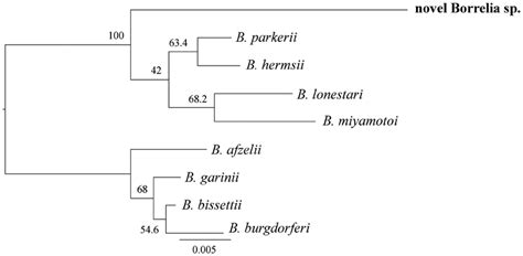 Phylogenetic Tree Of Borrelia Species Including The Uncharacterized Download Scientific